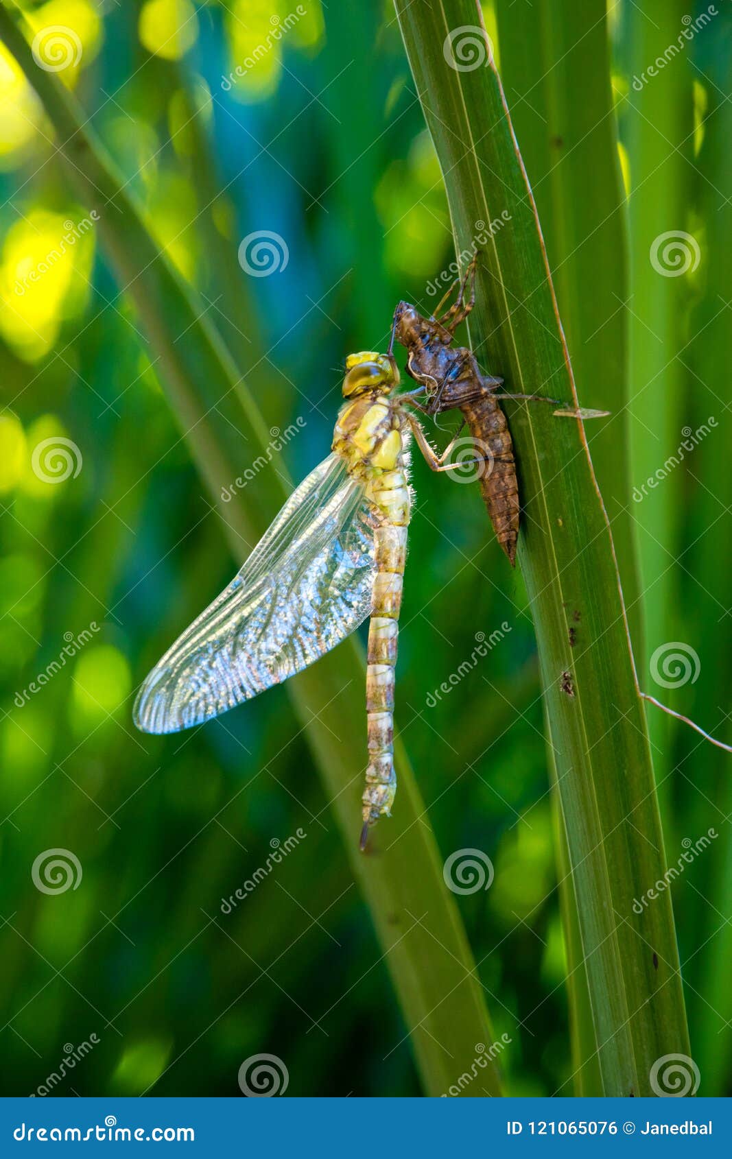 Dragonfly nymph on a stem stock photo. Image of hawker - 121065076