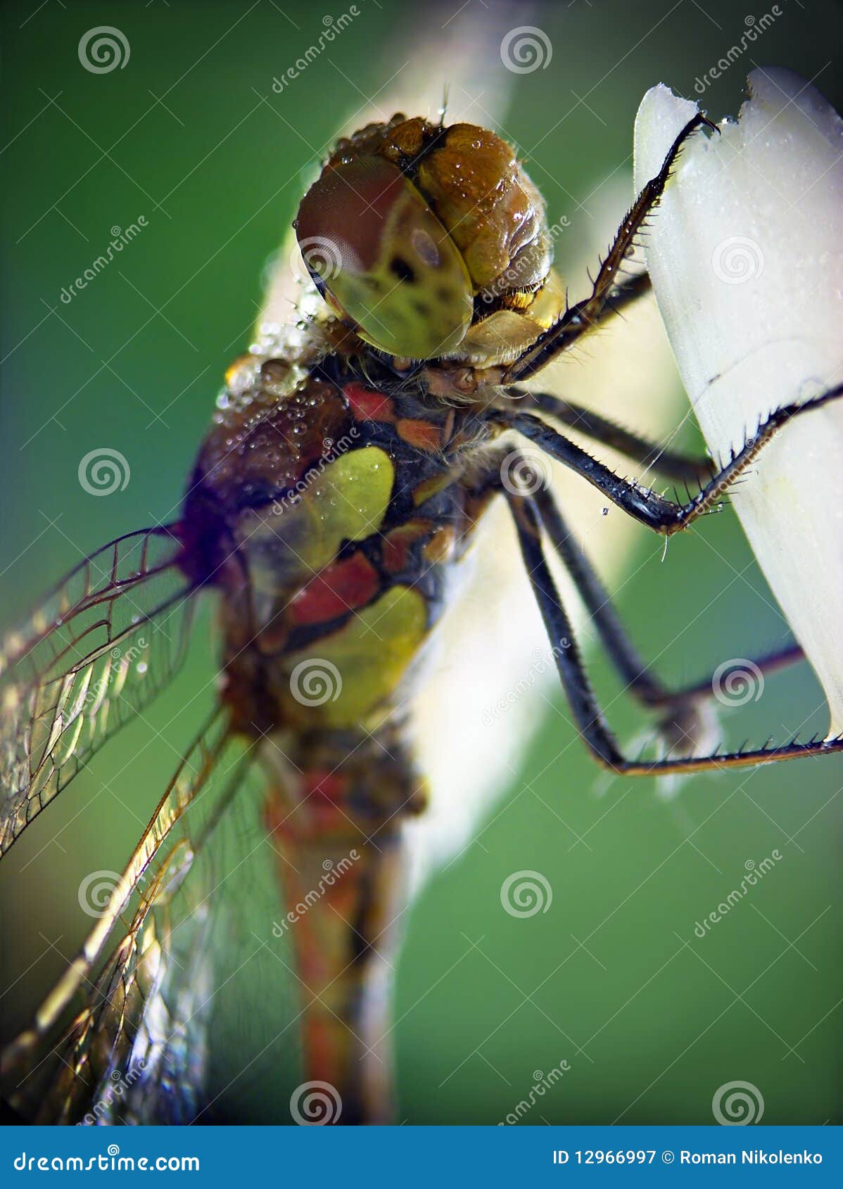 Dragonfly (Odonata) stock image. Image of magnification - 12966997