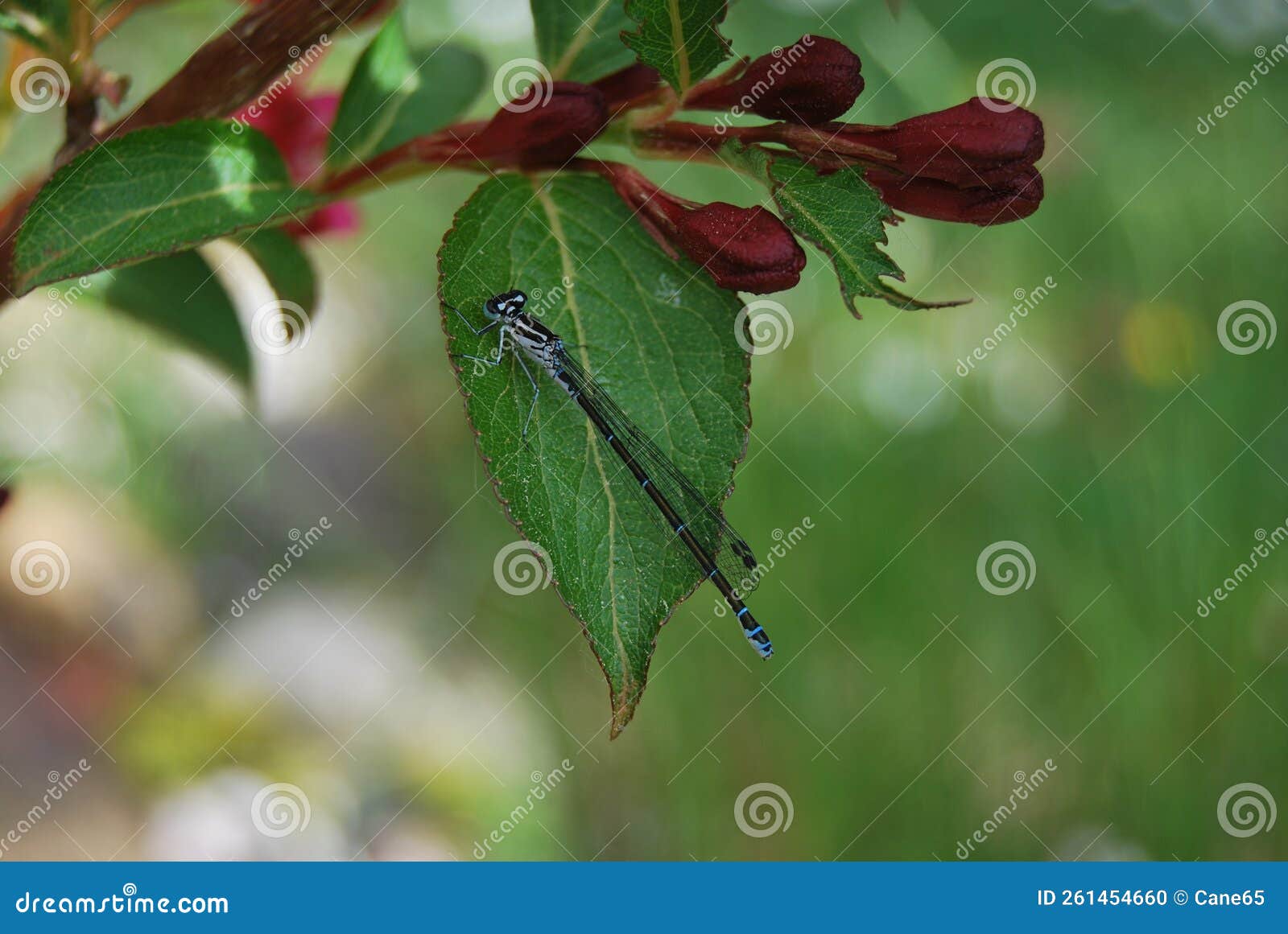 Dragonfly (Odonata) stock photo. Image of weigelie, plant - 261454660