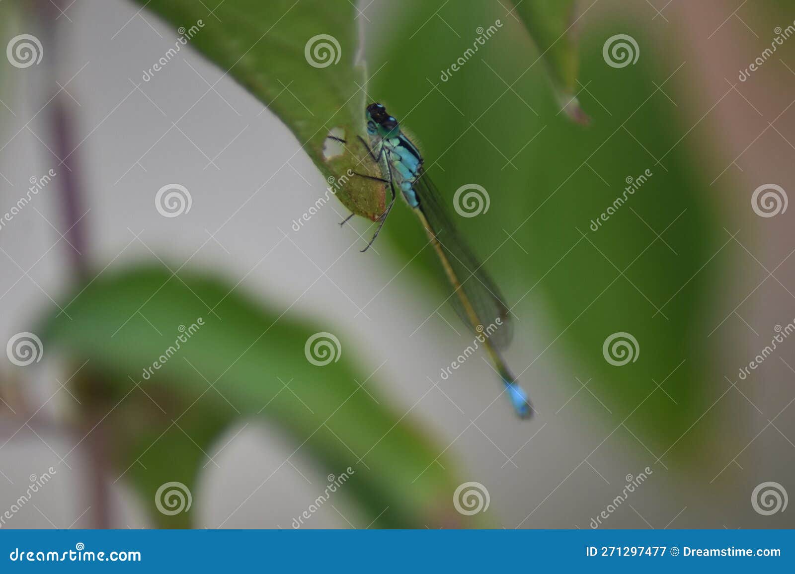 Dragonfly (Odonata) stock image. Image of summer, nature - 271297477