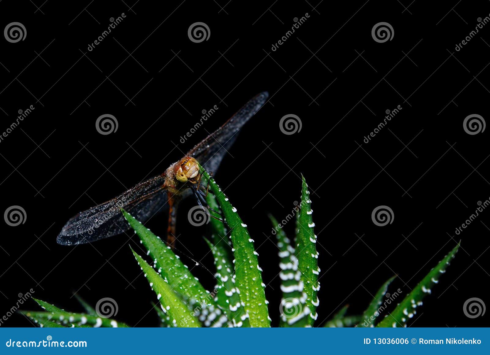 Dragonfly Odonata on Haworthia Stock Photo - Image of black, colorful ...