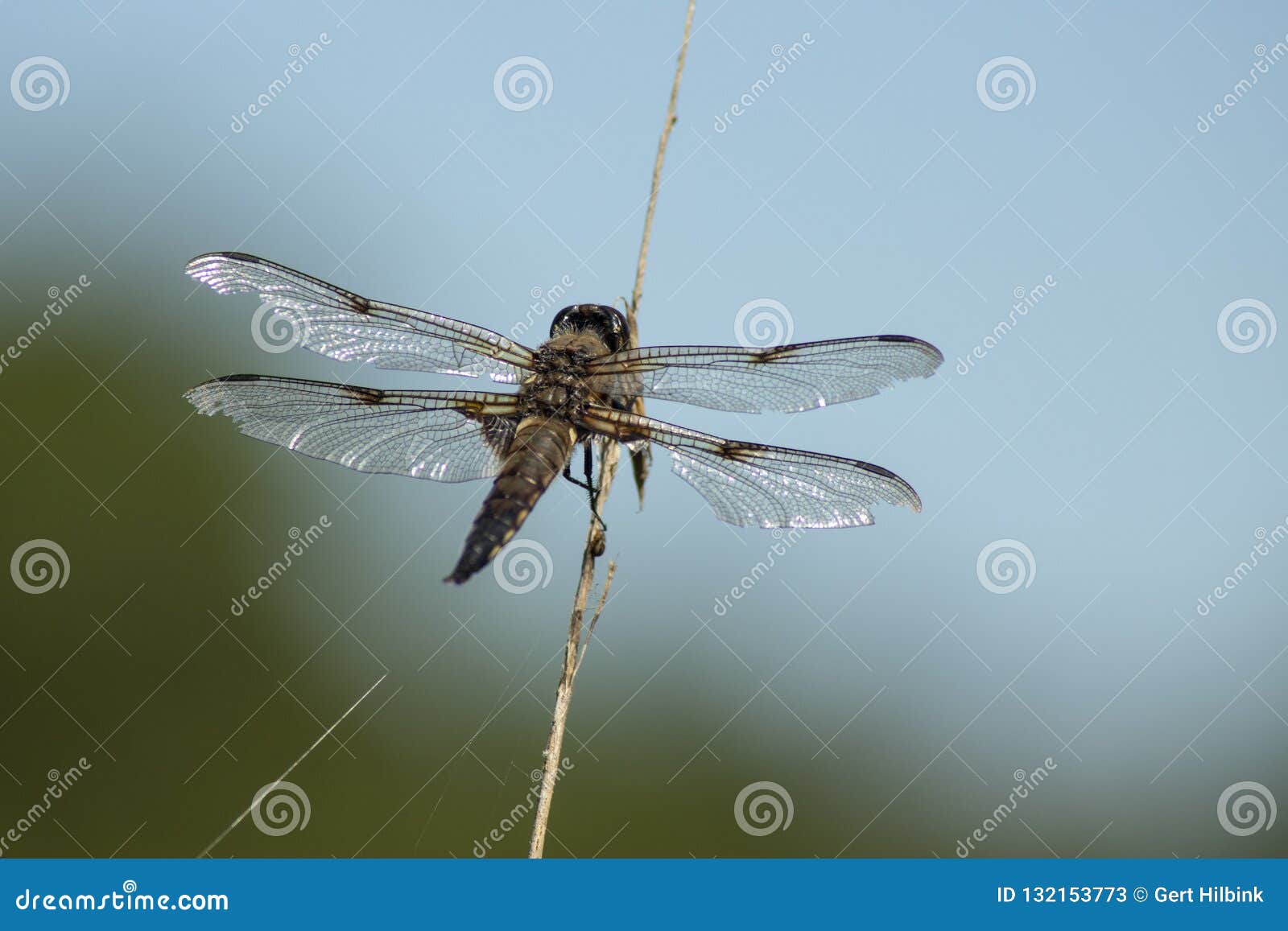 Dragonfly, Odonata. a Insect with Fragile Wings Stock Image - Image of ...