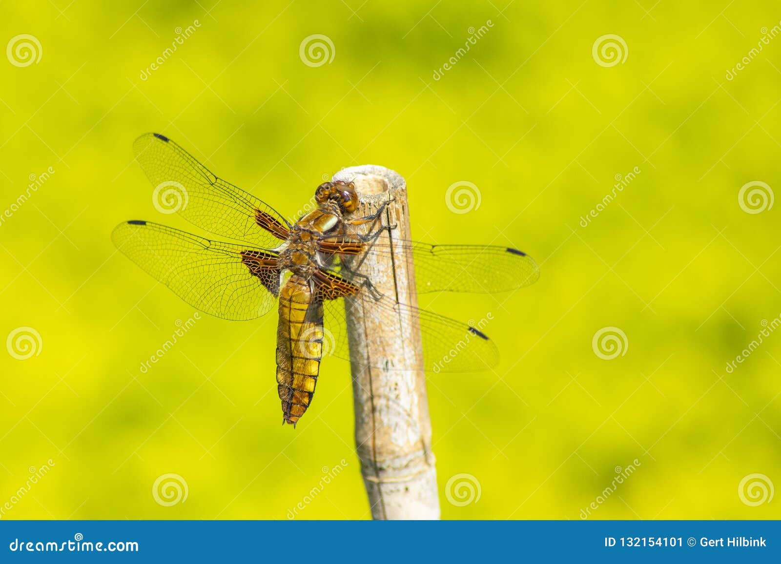 Dragonfly, Odonata. a Insect with Fragile Wings Stock Image - Image of ...
