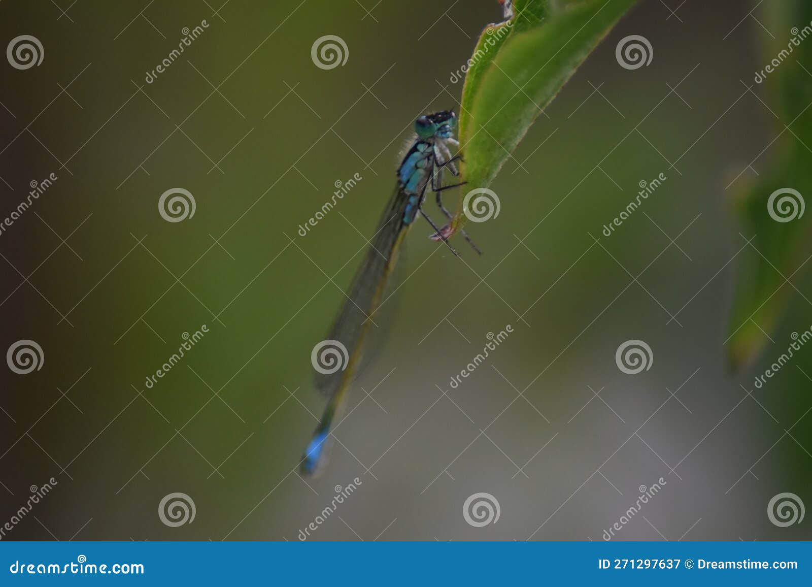 Dragonfly (Odonata) stock image. Image of floral, leaf - 271297637