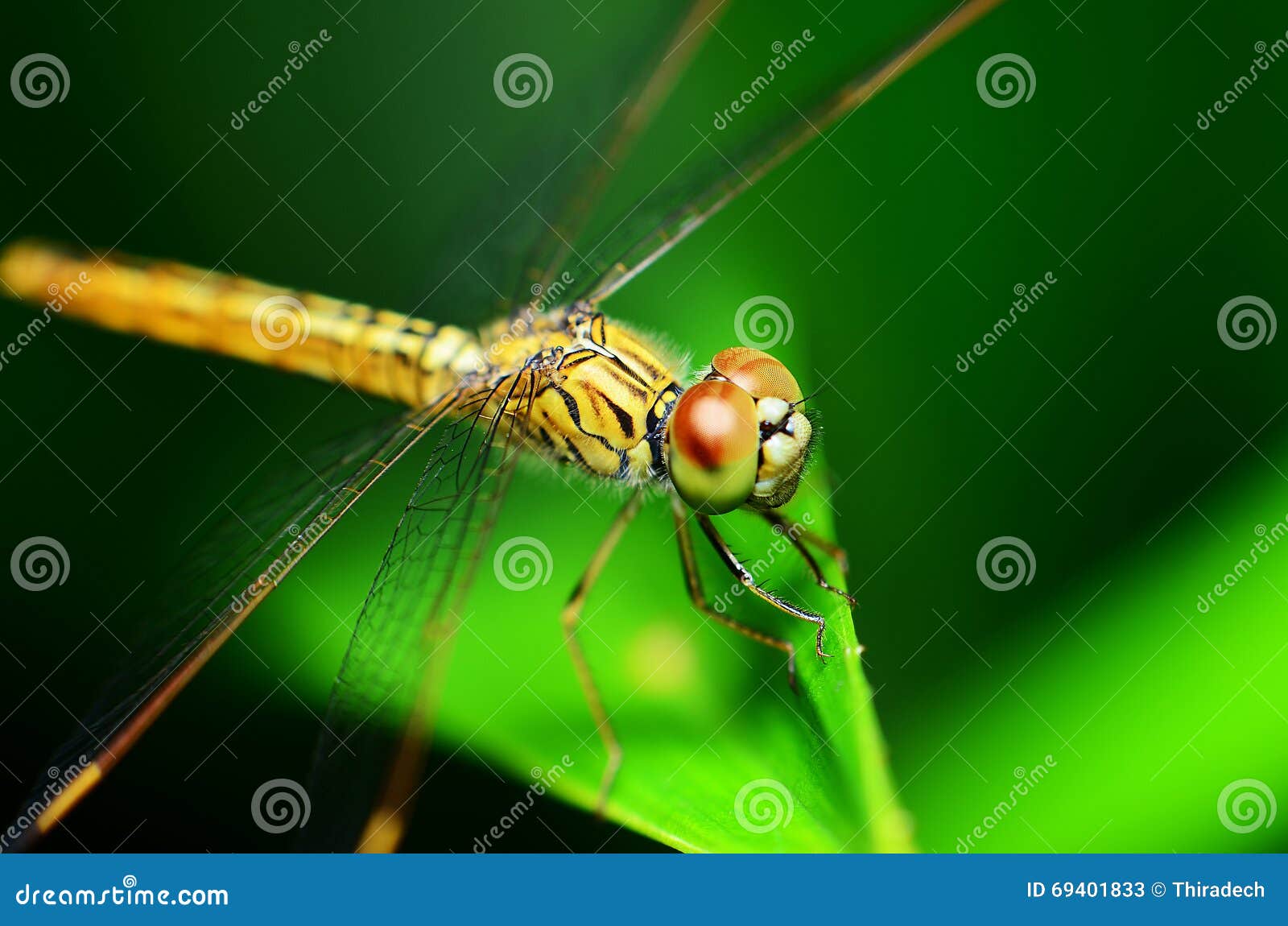 Dragonfly, one stock image. Image of odonata, animals - 69401833