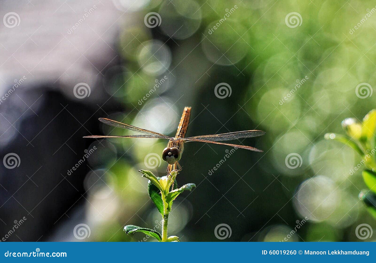 Dragonfly stock photo. Image of outdoor, insect, travel - 60019260