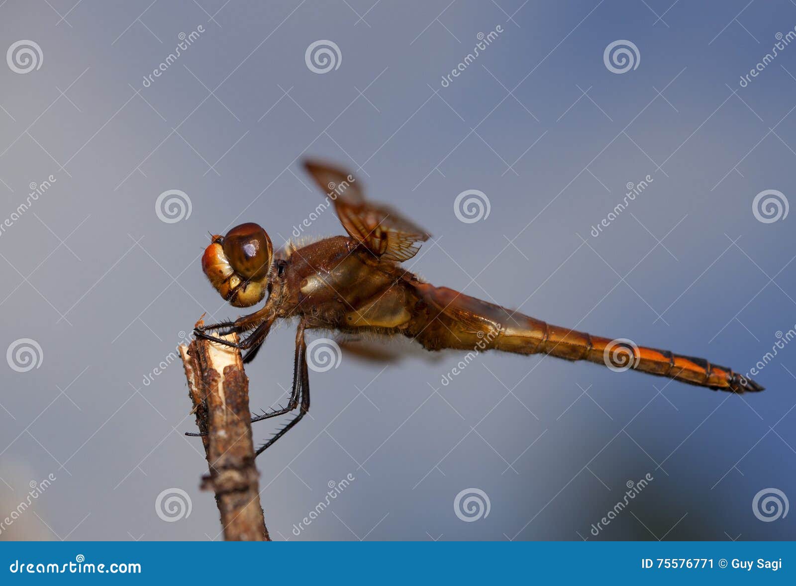 Dragonfly stock image. Image of feelers, insect, antenna - 75576771