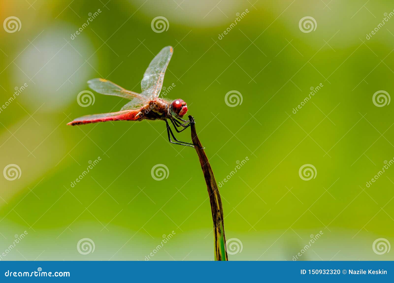 Dragonfly out in the sun stock photo. Image of background - 150932320