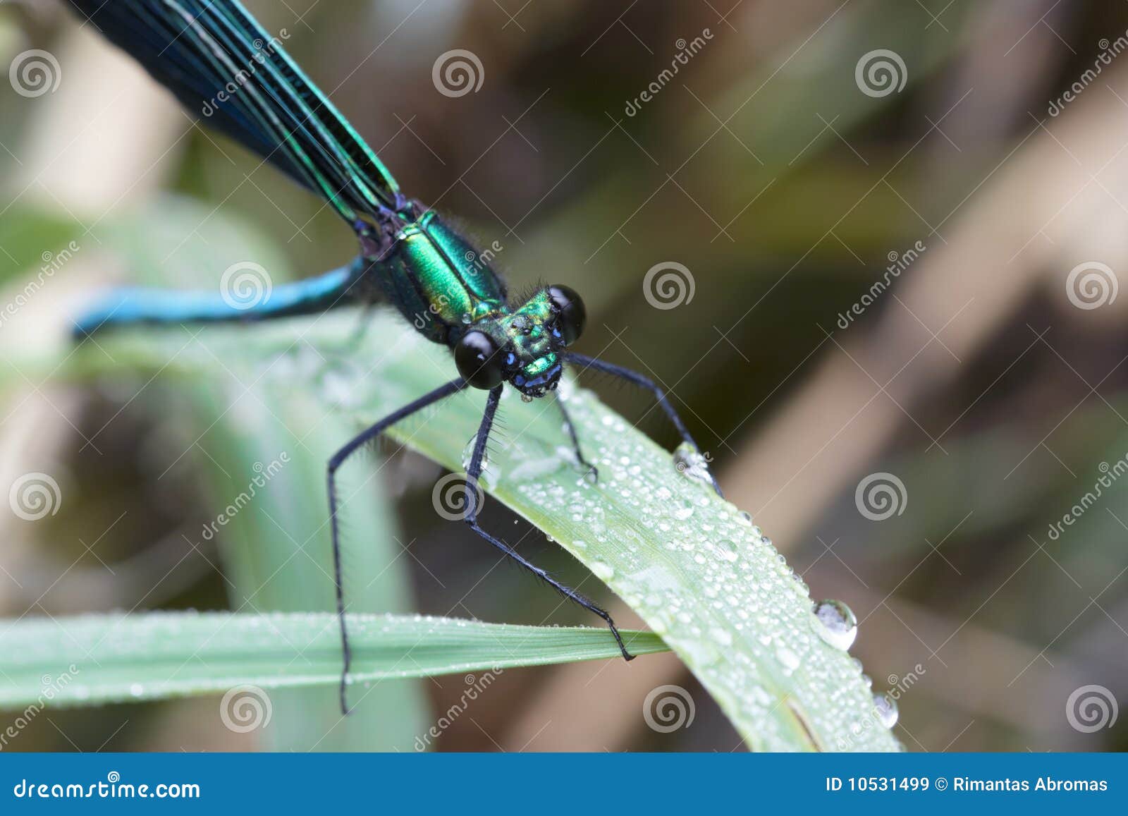 Dragonfly outdoor stock image. Image of creature, damselfly - 10531499