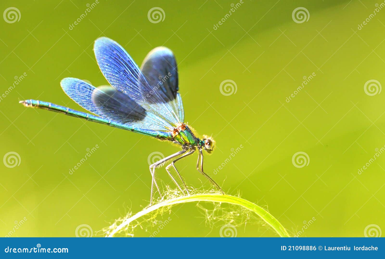 Dragonfly Outdoor (coleopteres Splendens) Stock Photo - Image of macro ...