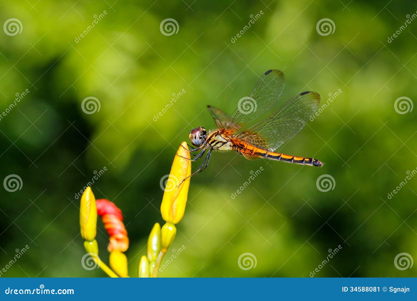 Dragonfly Outdoor Coleoptera Splendens Royalty-Free Stock Photography ...