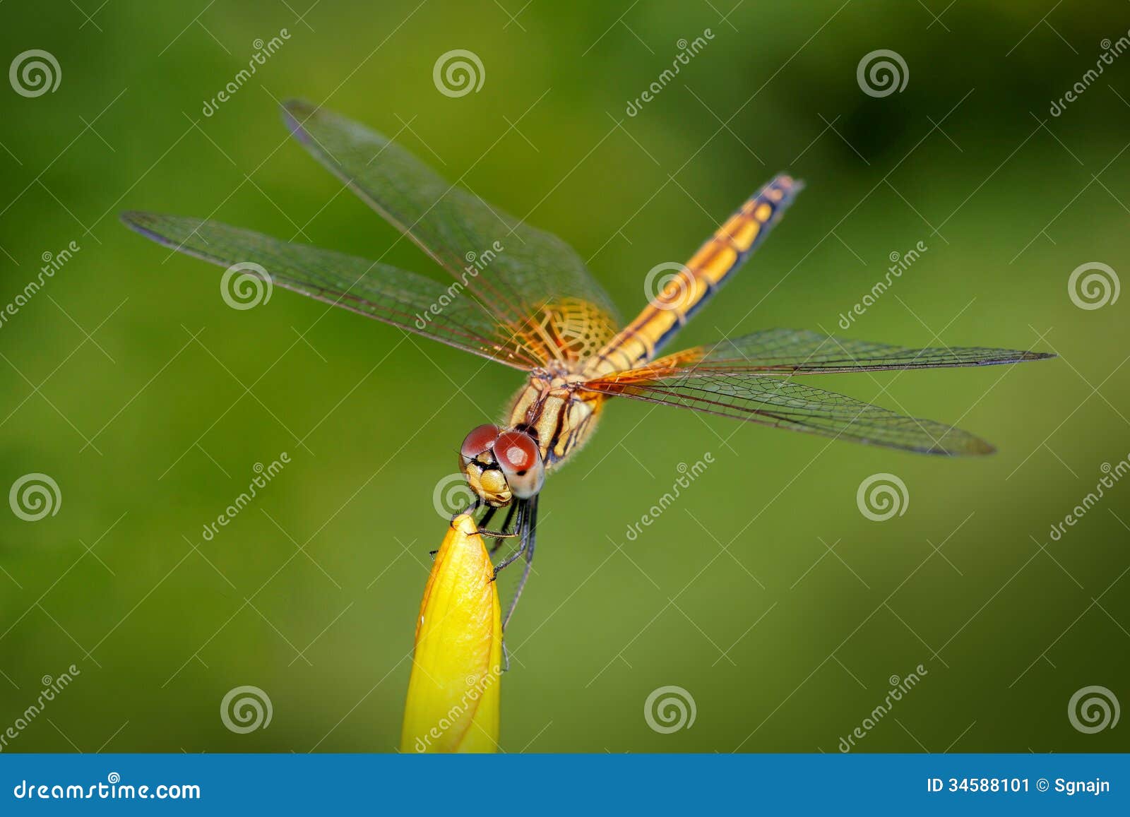 Dragonfly outdoor stock image. Image of garden, colorful - 34588101