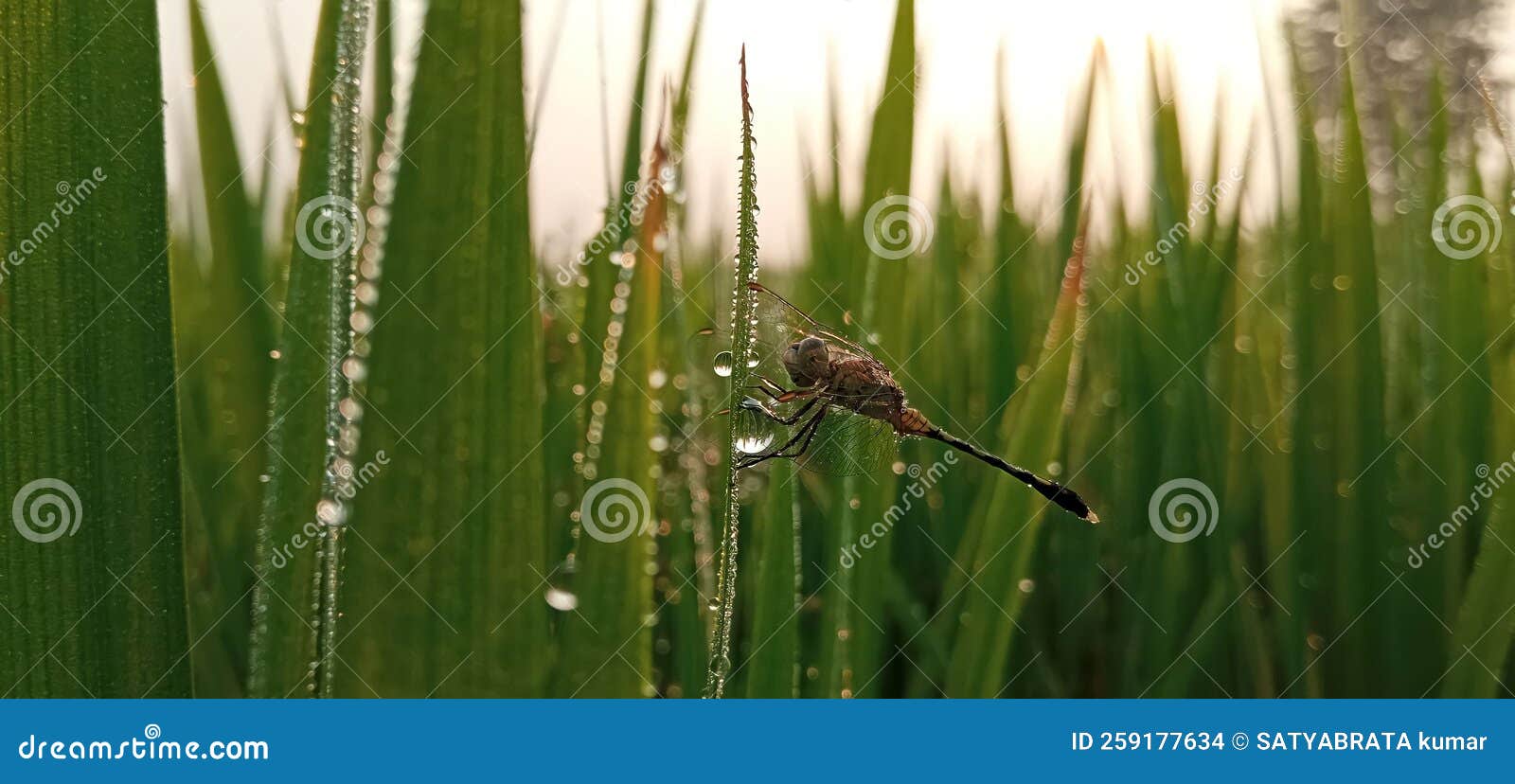 Dragonfly in paddy field stock photo. Image of scenic - 259177634