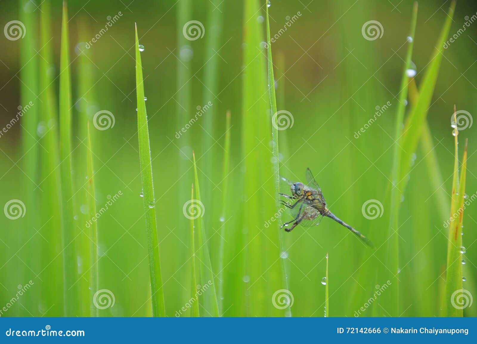 Dragonfly in the Paddy Rice Stock Photo - Image of agriculture, food ...