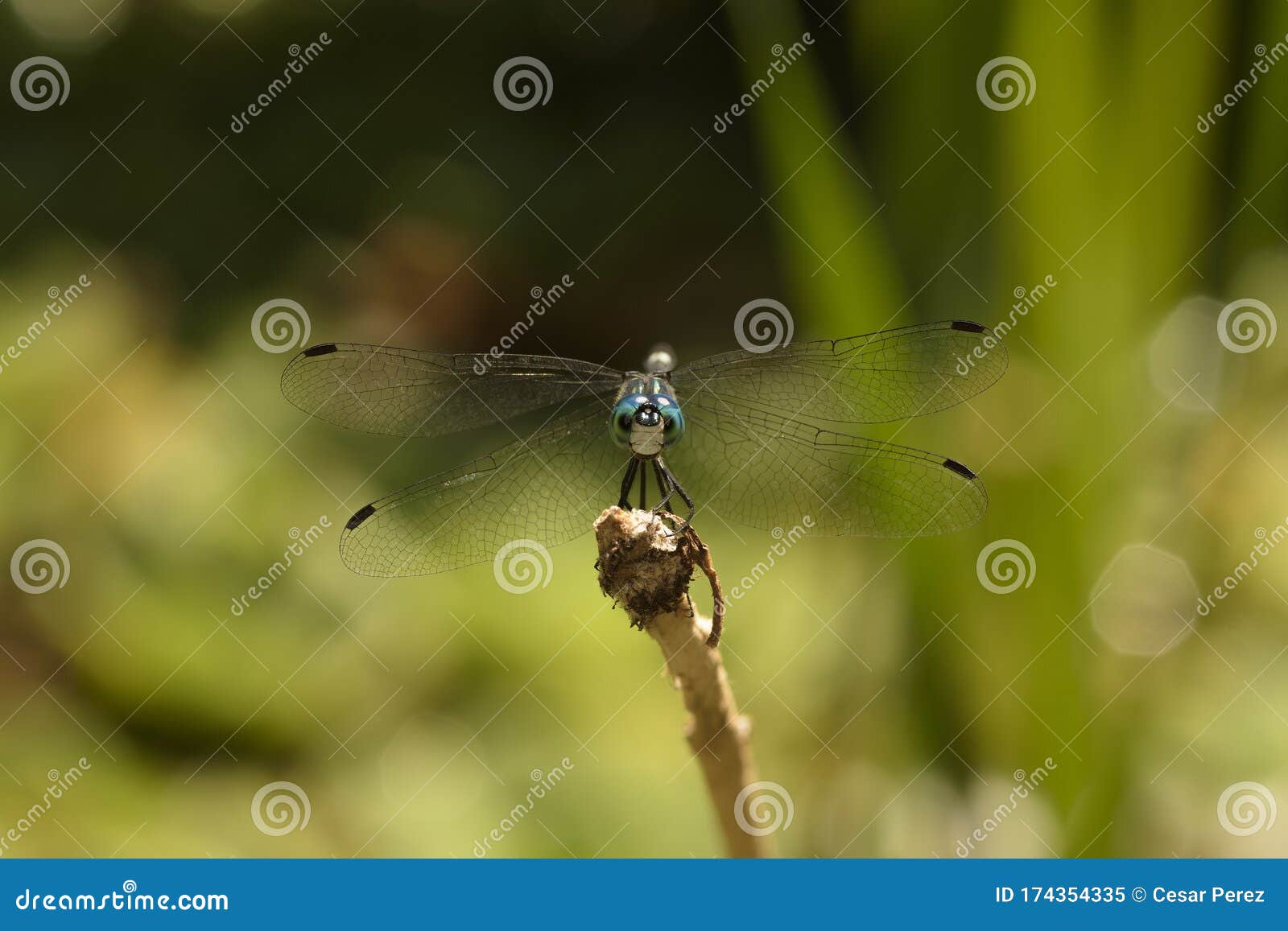 Dragonfly Parked on a Branch, Front View Stock Image - Image of ...