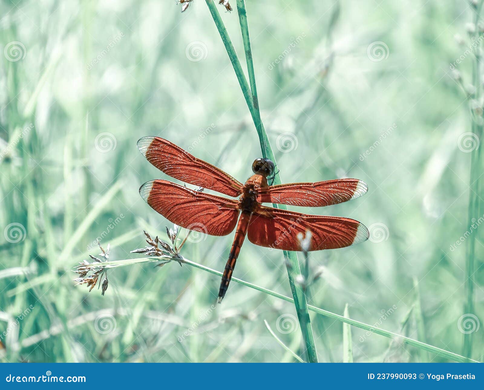 Dragonfly perch on grass stock image. Image of butterfly - 237990093