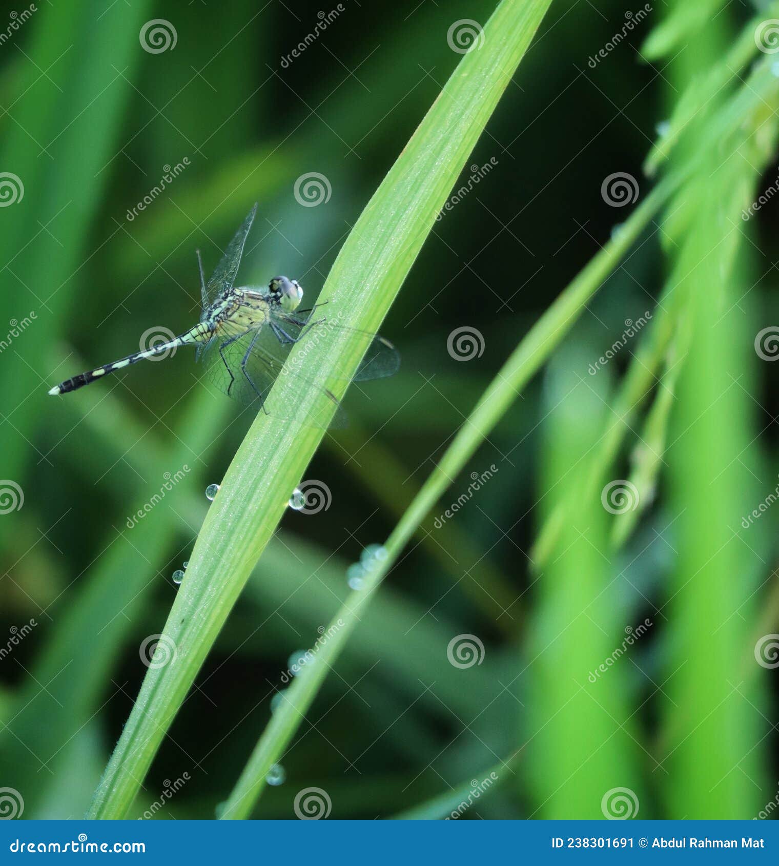 Dragonfly Perch on Green Leaf Stock Image - Image of animal, perch ...