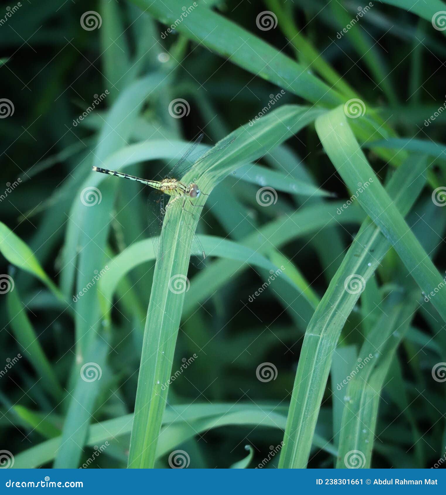 Dragonfly Perch on Green Leaf Stock Image - Image of nature, dragonfly ...