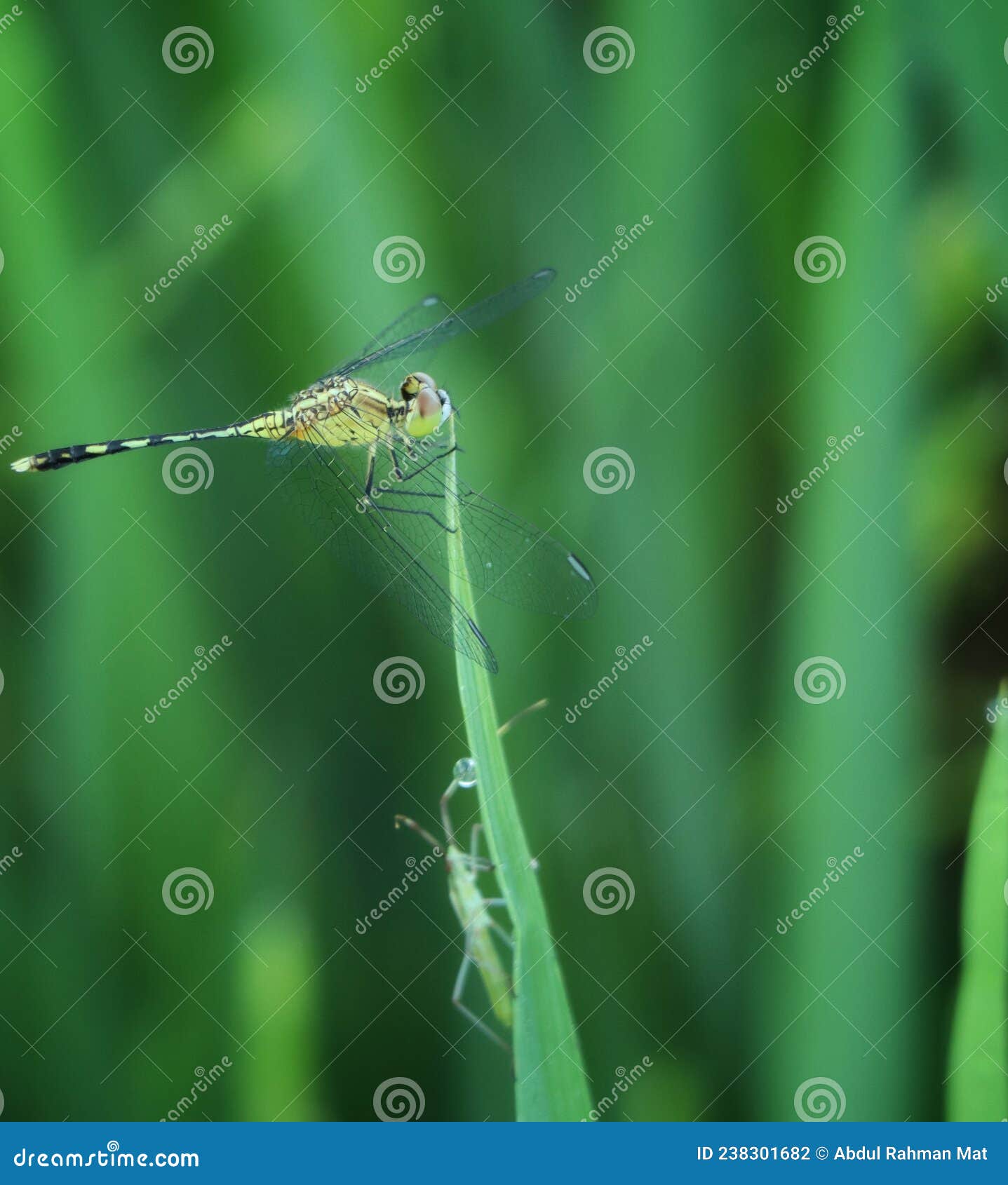 Dragonfly Perch on Green Leaf Stock Photo - Image of animal, close ...