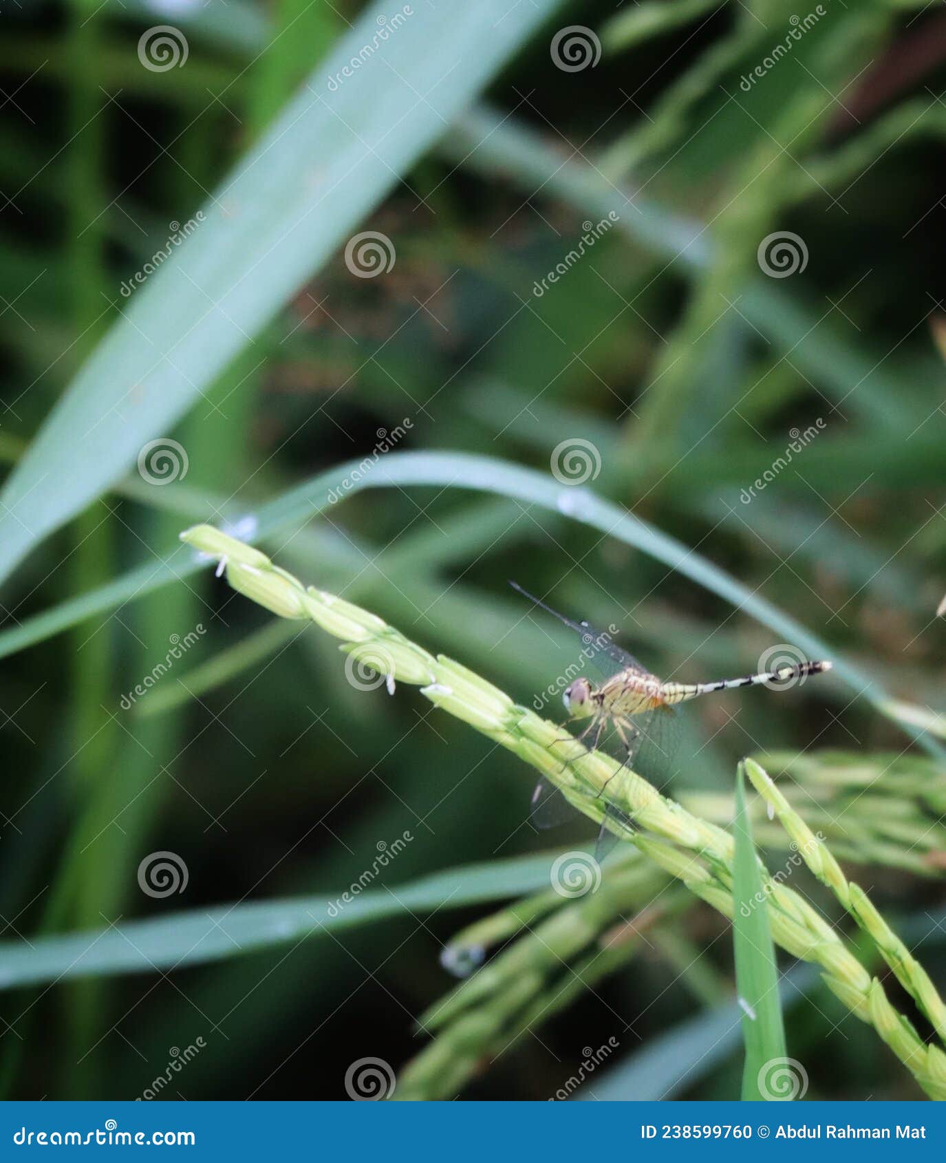 Dragonfly Perch on Green Paddy Leaf Stock Photo - Image of nature ...