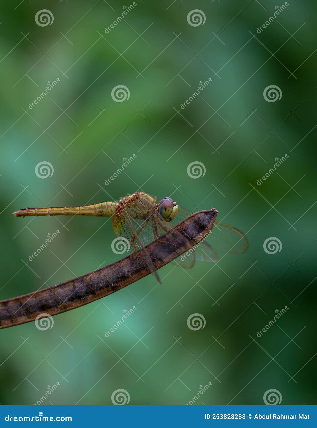 Dragonfly perch on a leaf stock photo. Image of wing - 253828288