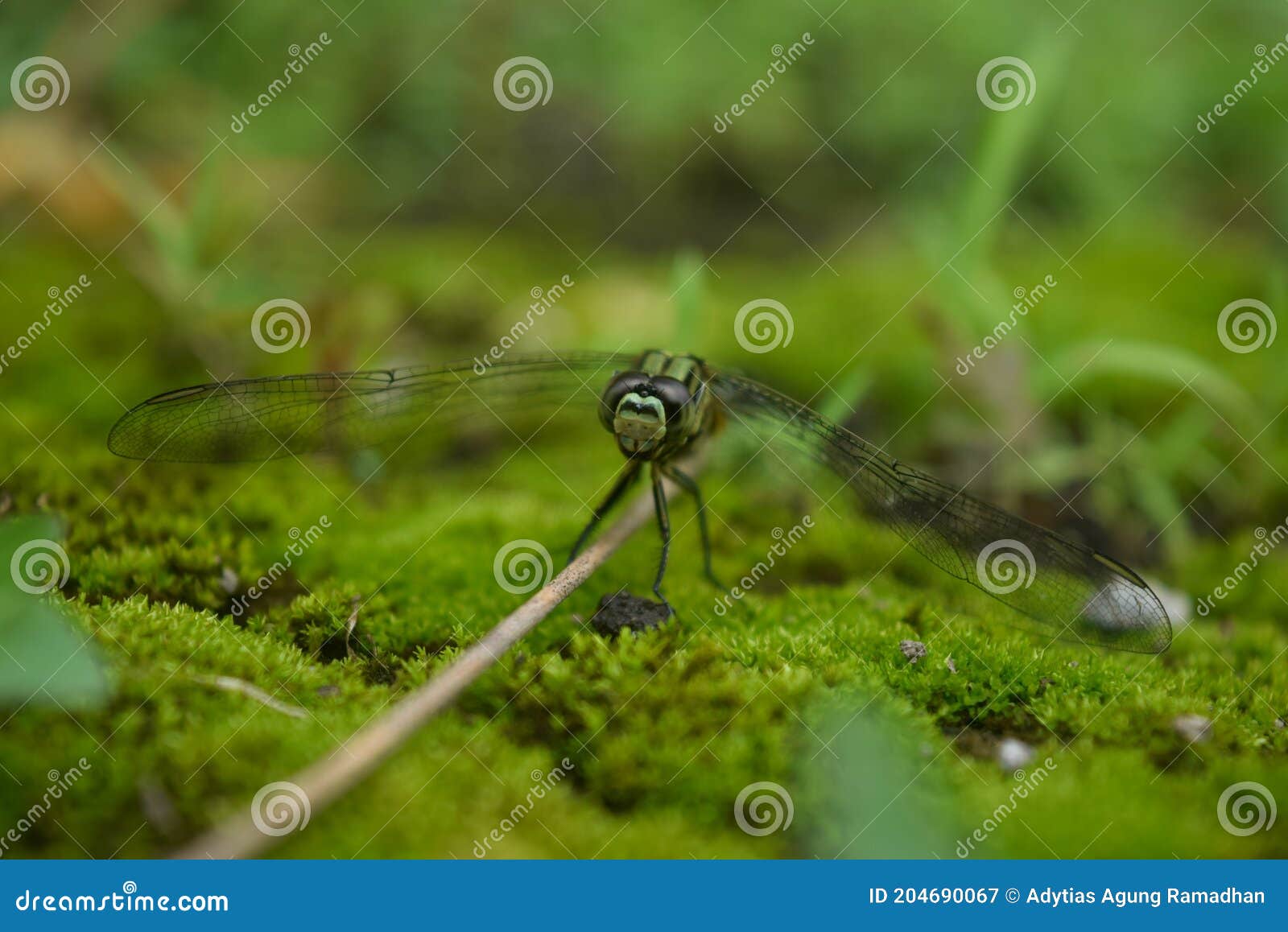 Dragonfly Perch on the Mossy Rocks Stock Image - Image of perch, rocks ...