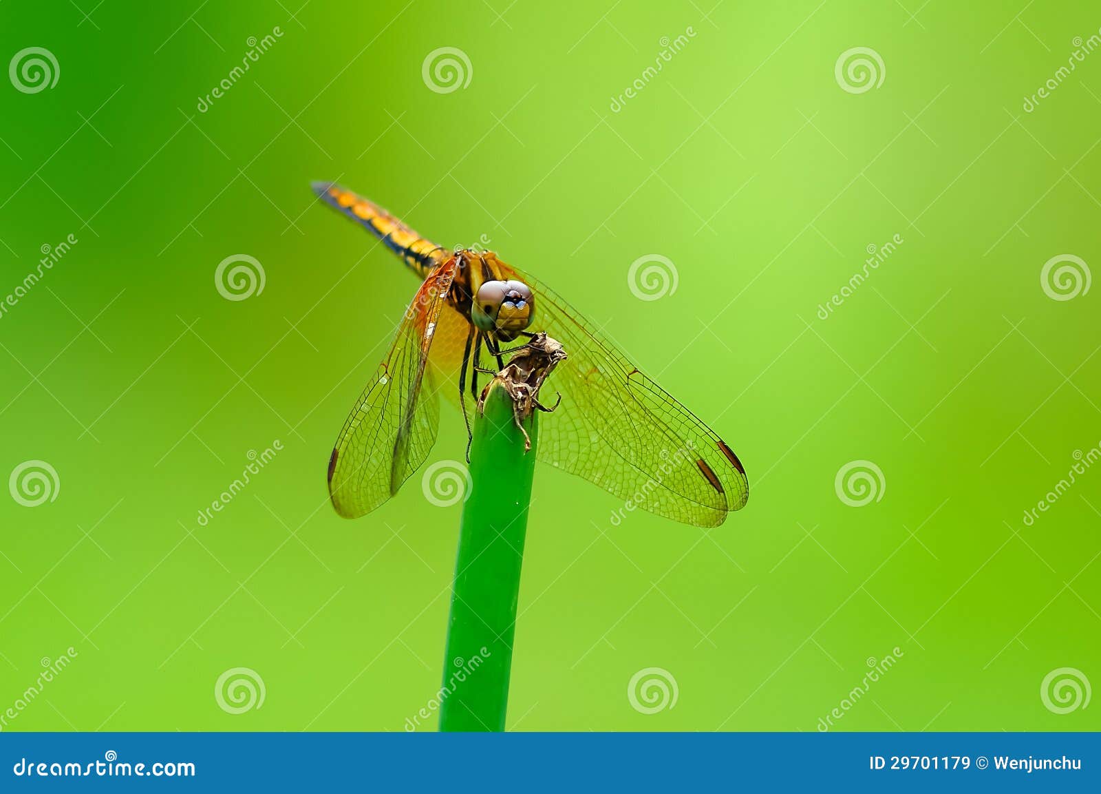 Dragonfly stock image. Image of background, lesser, perch - 29701179