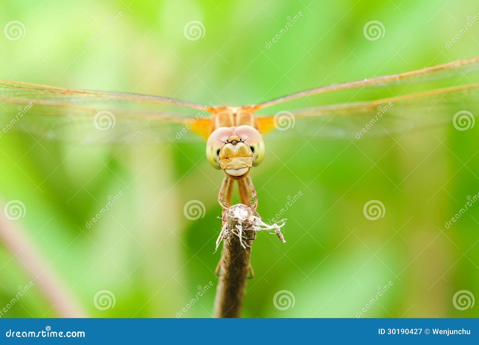 Closeup dragonfly stock image. Image of color, perch - 30190427