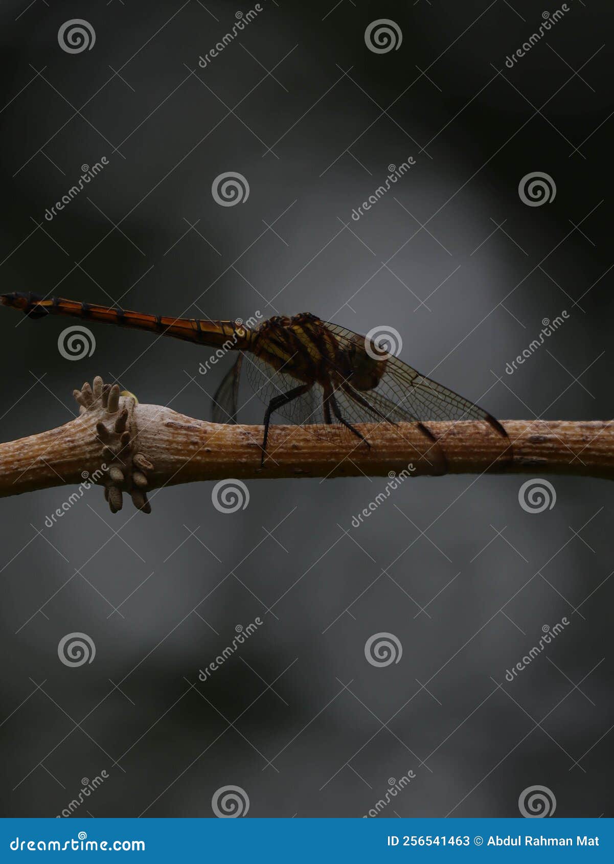 Dragonfly Perch on Tree Branch Stock Image - Image of insect, nature ...