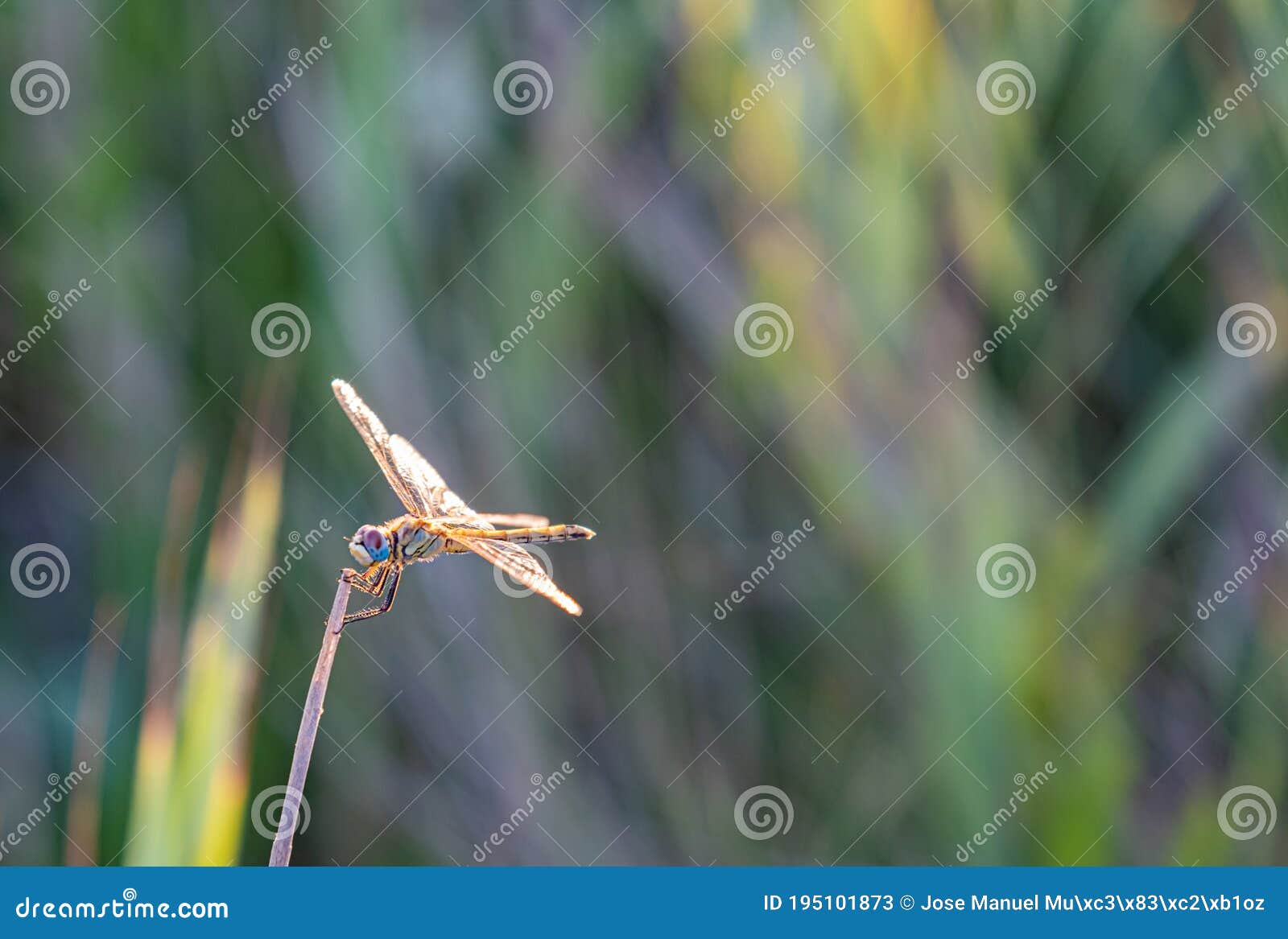 Dragonfly Perched on a Branch Stock Image - Image of flight, space ...