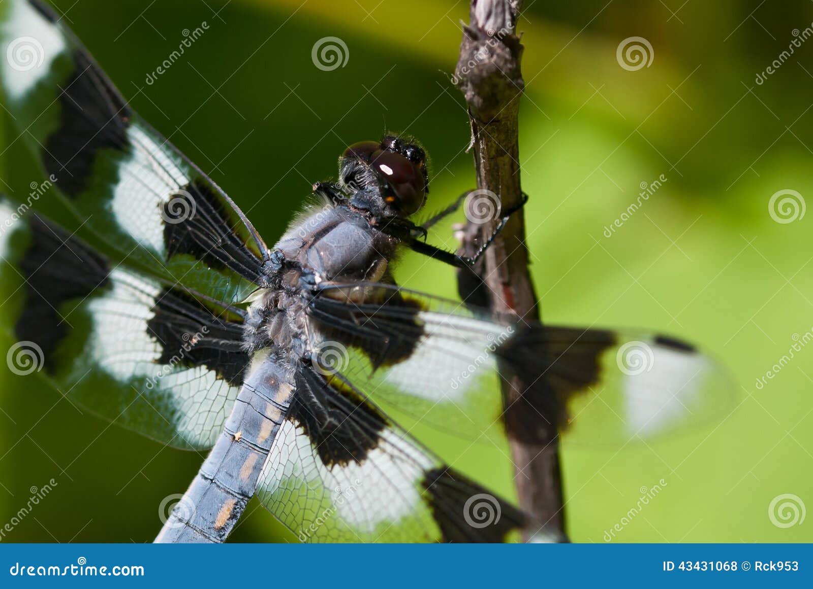 Dragonfly Perched on End of Twig Stock Photo - Image of north, stick ...
