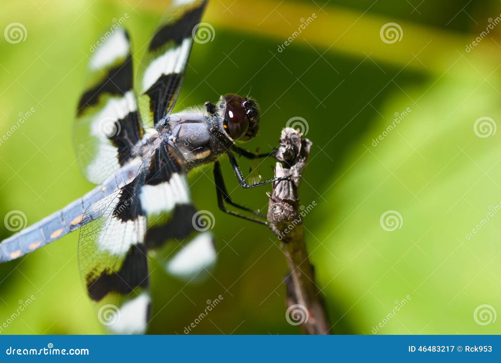 Dragonfly Perched on End of Twig Stock Image - Image of resting ...