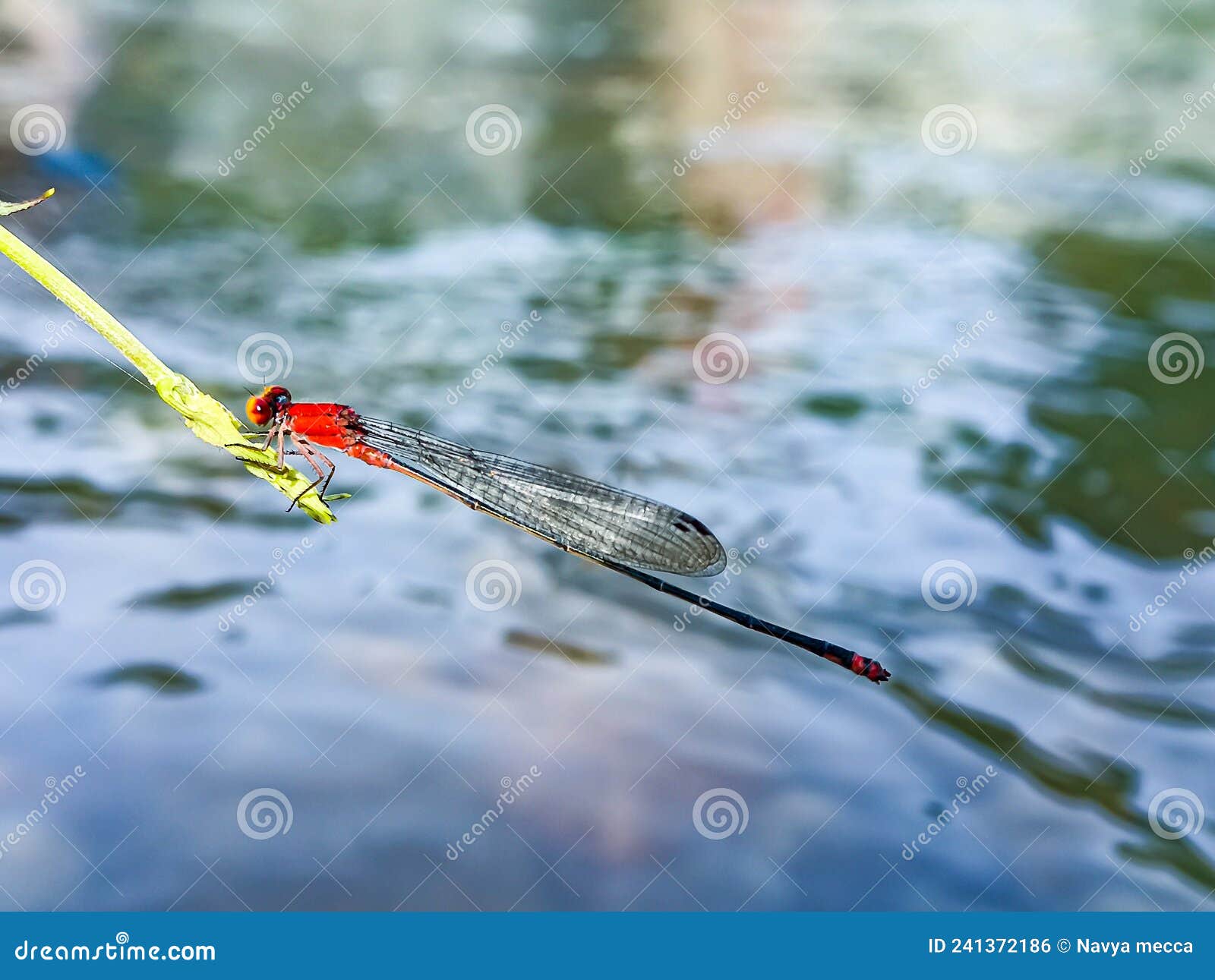 The Dragonfly Perched on the Grass beside Pond Stock Photo - Image of ...