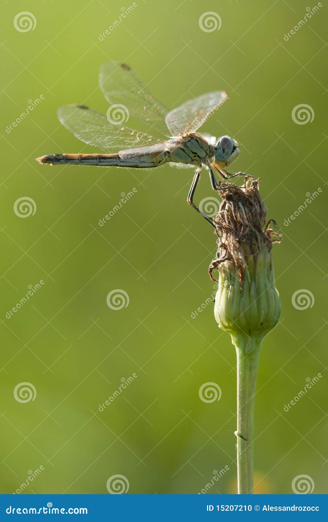 Dragonfly Perched on a Grass Spike Stock Photo - Image of spike, nature ...