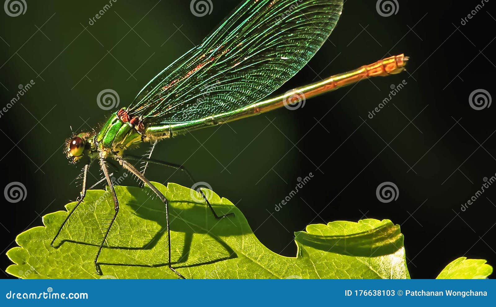 Dragonfly Perched on the Leaf Stock Image - Image of colorful, gold ...