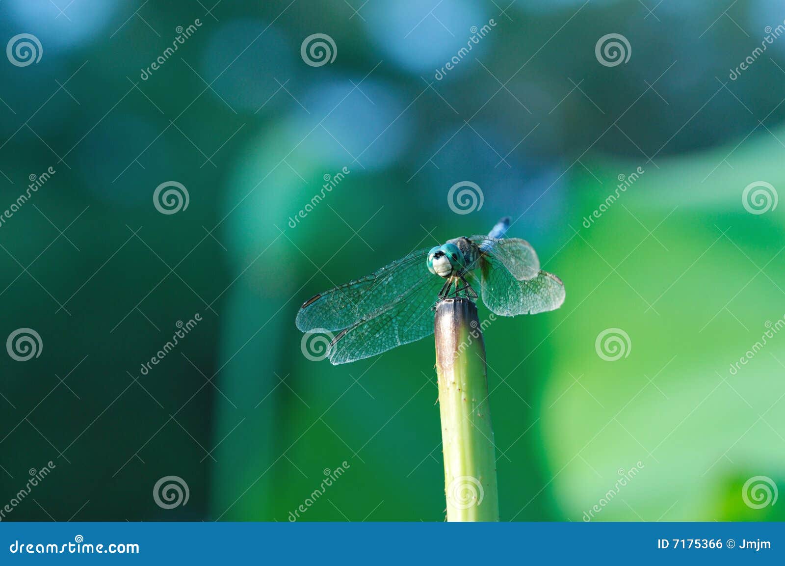 Dragonfly Perched on Lotus Stalk Stock Photo - Image of stem, hunting ...