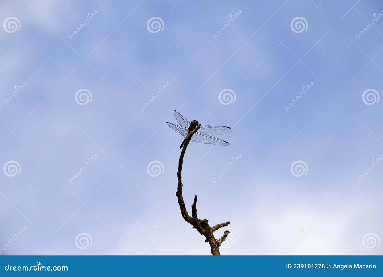 Dragonfly Perched on a Perch. Stock Photo - Image of clouds, animal ...