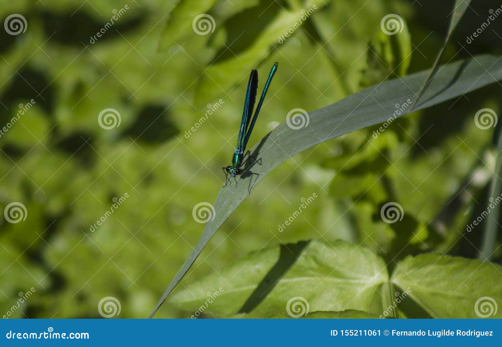 Dragonfly Perched on a River Leaf Stock Image - Image of leaf, perched ...