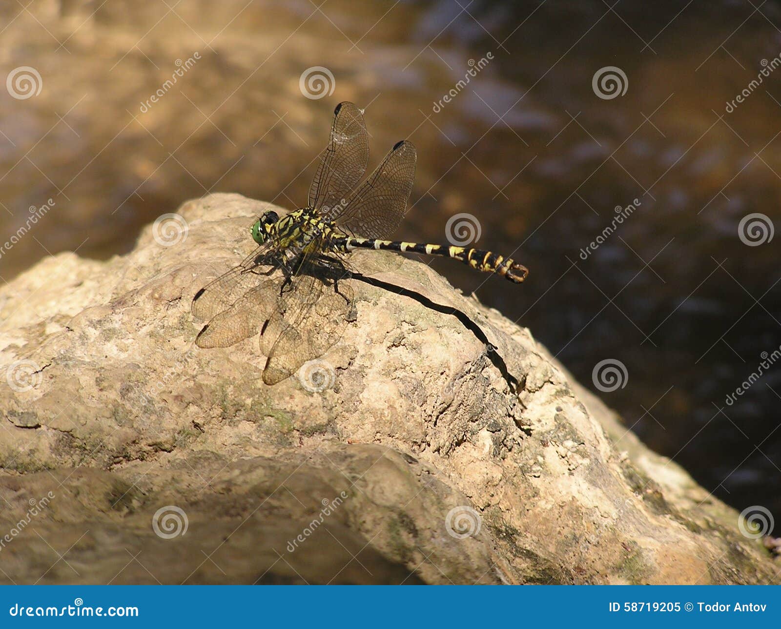 Dragonfly stock image. Image of nature, scenery, stone - 58719205
