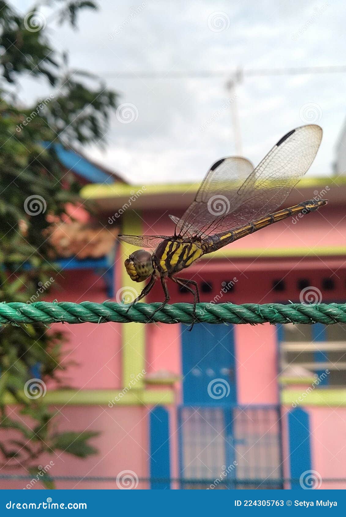 A Dragonfly Perched on a Rope Stock Image - Image of rope, perched ...