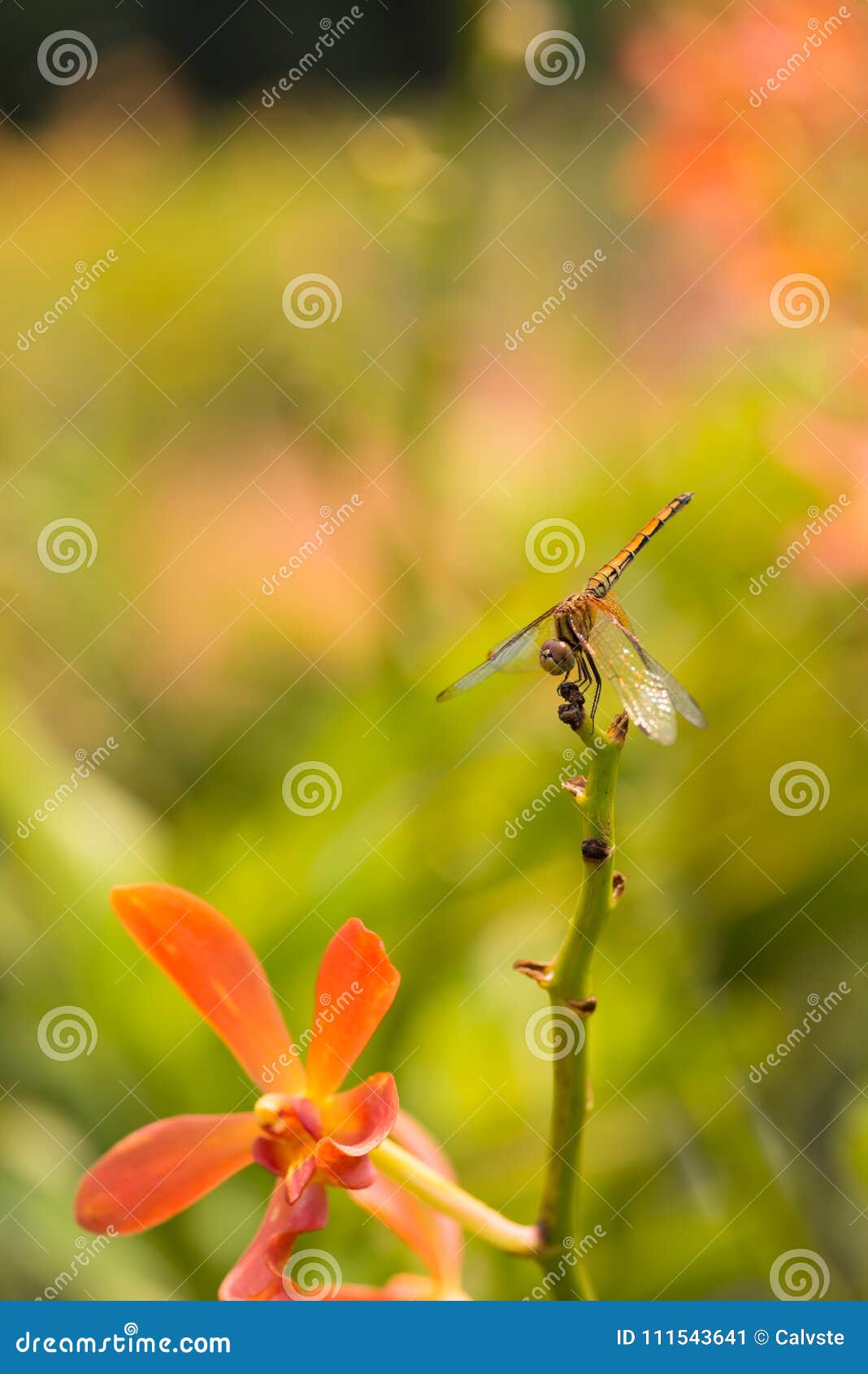 Dragonfly Perched on a Stem Stock Image - Image of detail, long: 111543641