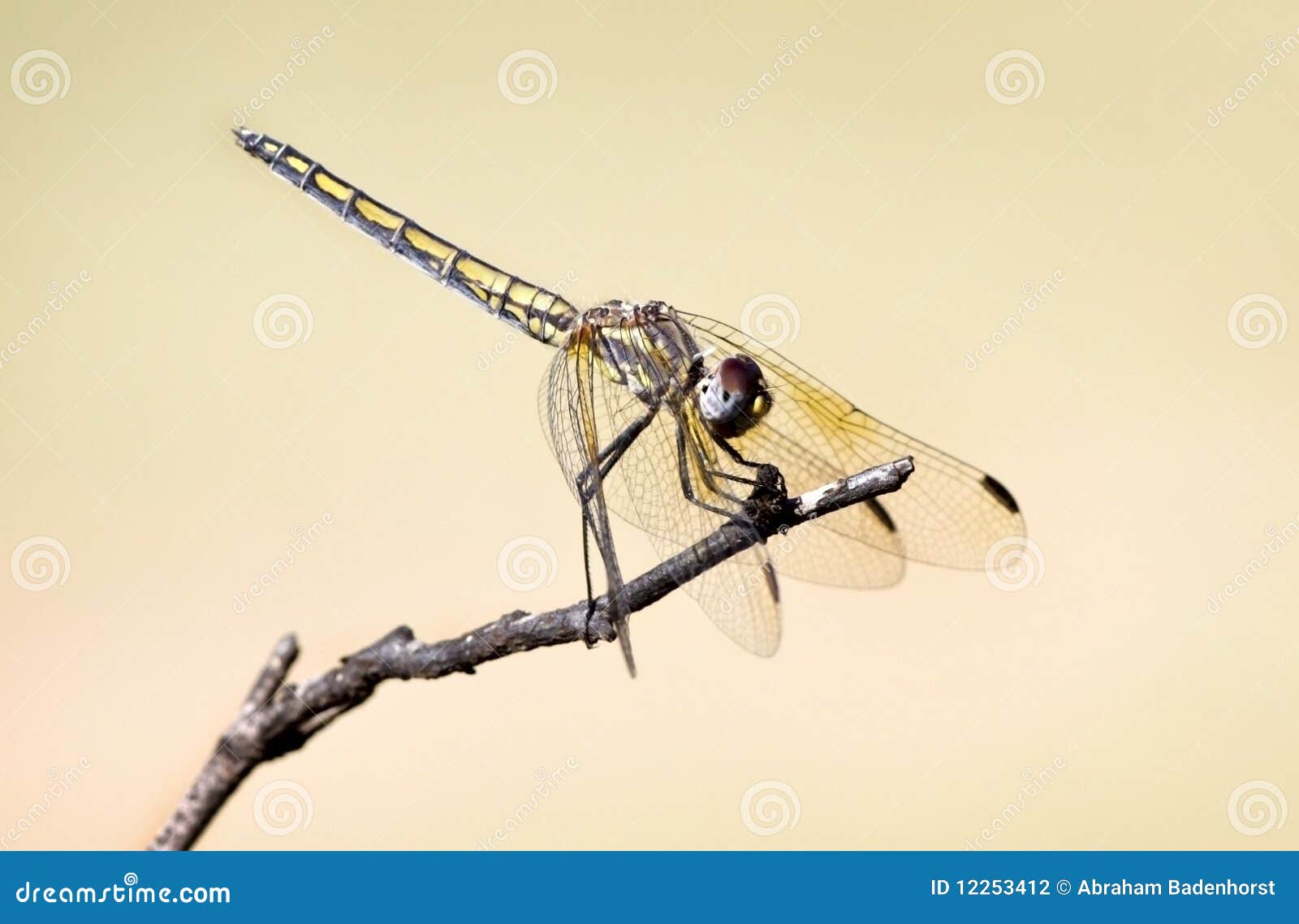 Dragonfly Perched on a Twig Stock Photo - Image of scientific, common ...