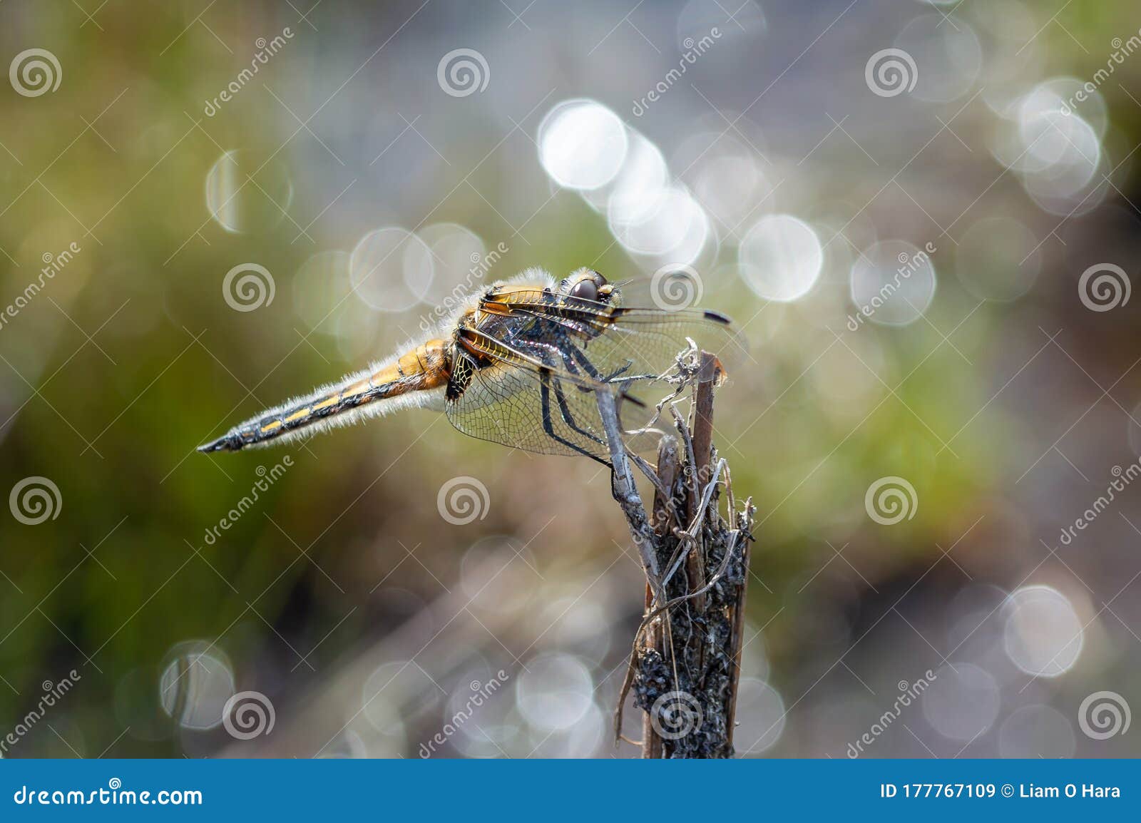 Four-spotted Chaser Dragonfly with Its Wings Brought Forward Stock ...