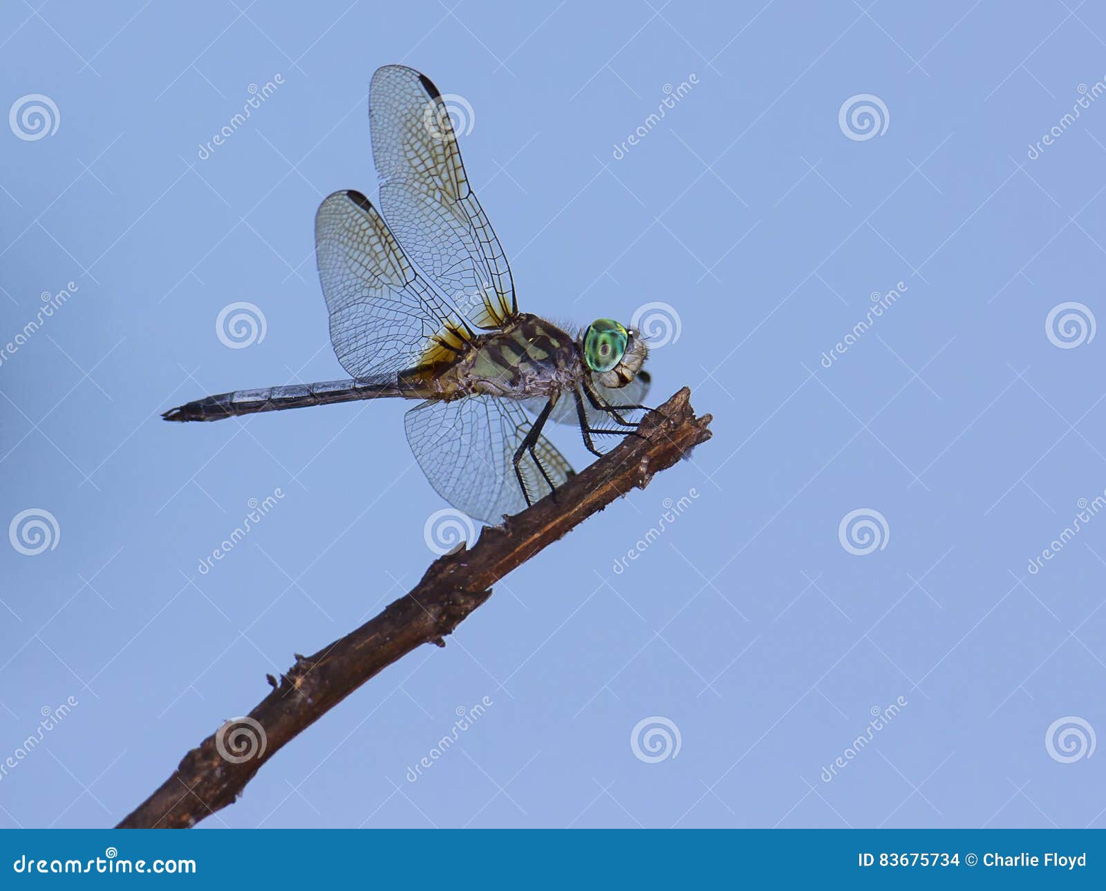 Dragonfly perches on limb stock photo. Image of backyard - 83675734
