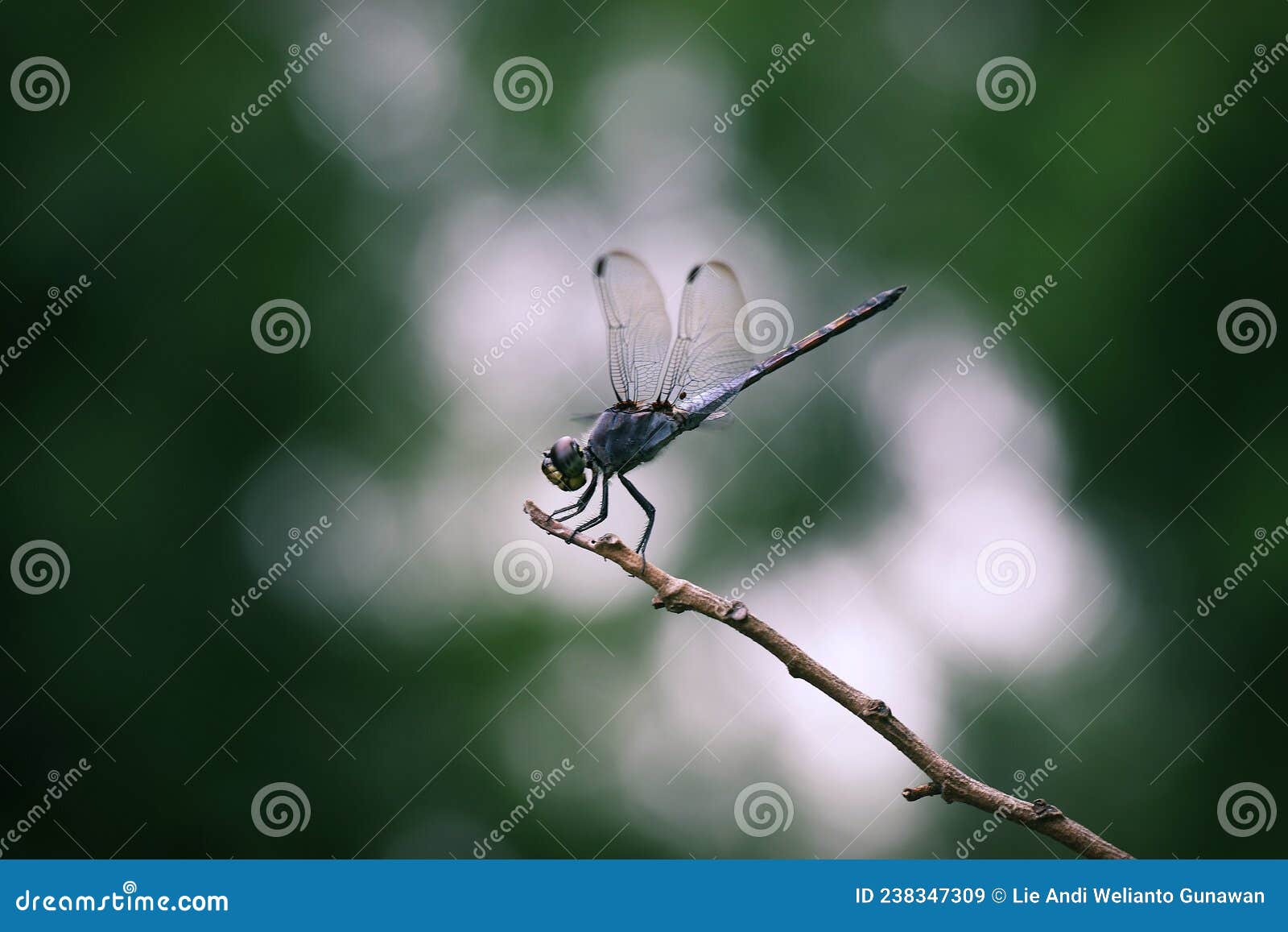 Dragonfly Perching in a Branch Stock Image - Image of arthropod, twig ...