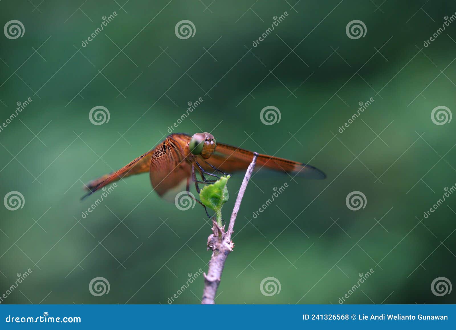 Dragonfly Perching in a Branch Stock Photo - Image of space, predator ...