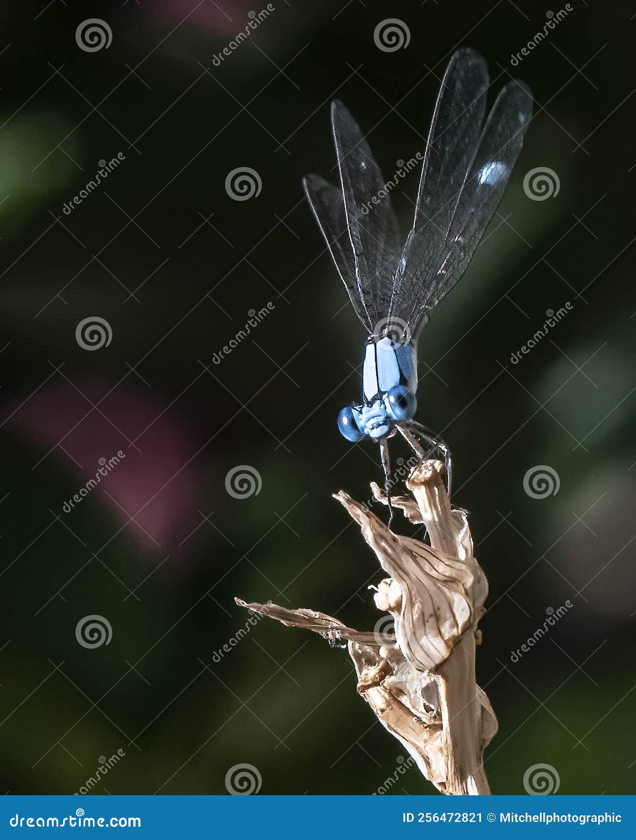 Dragonfly Perching on Dead Plant Stalk Stock Image - Image of plant ...