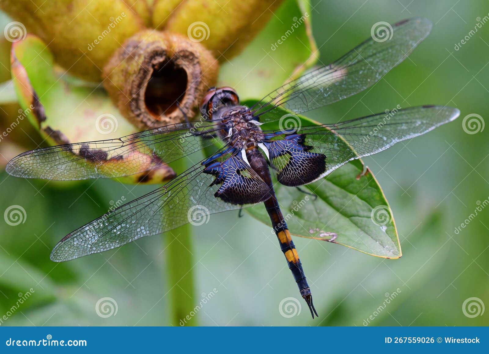 Dragonfly Perching on Flower Stock Photo - Image of fauna, aroma: 267559026