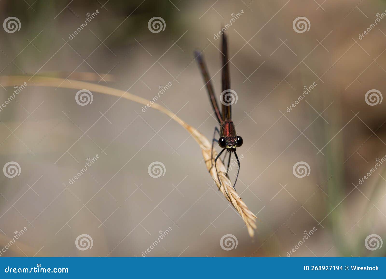 Dragonfly Perching on Plant Stock Photo - Image of bright, plant: 268927194