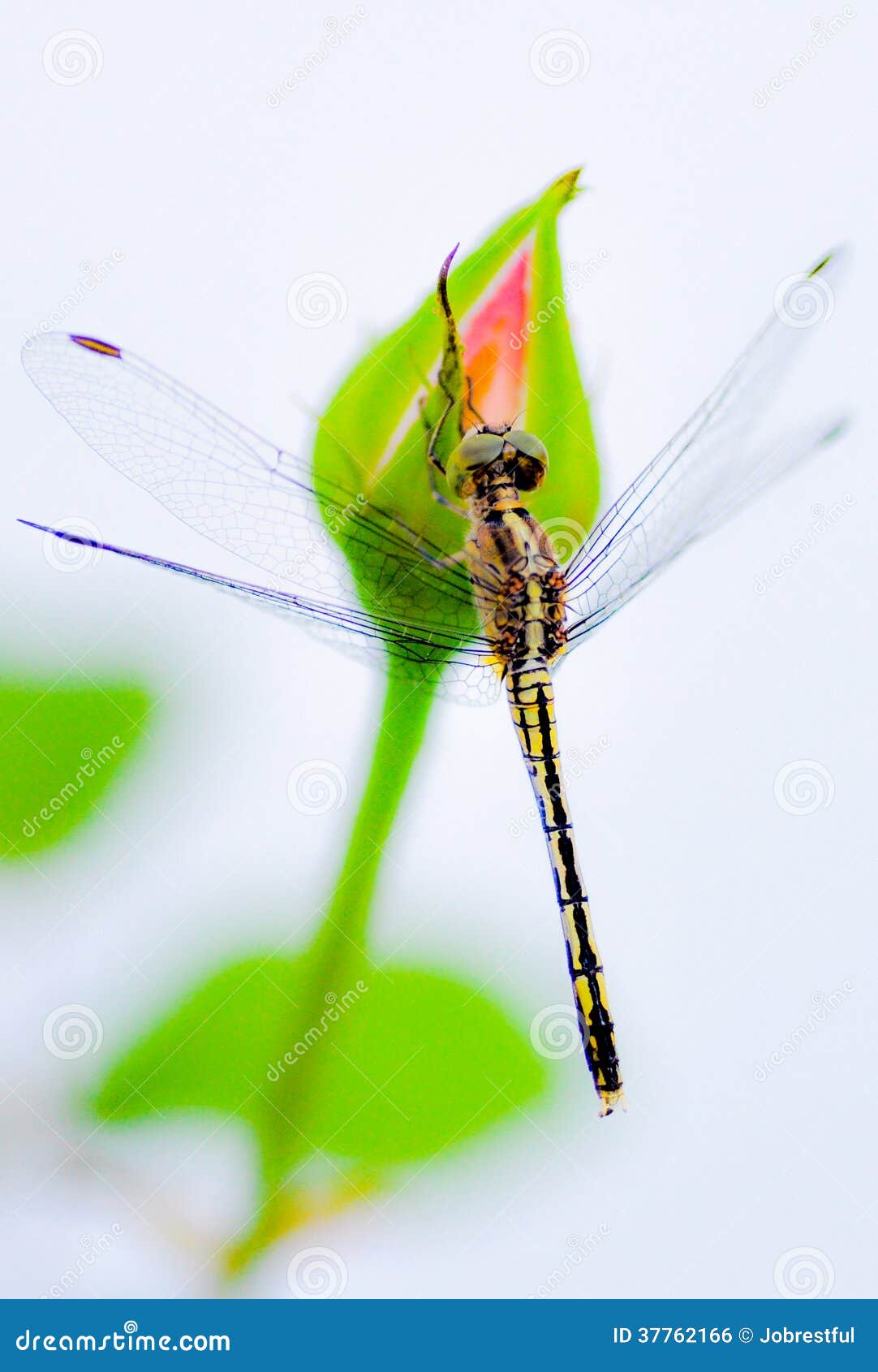 Dragonfly stock photo. Image of bloom, nature, cling - 37762166